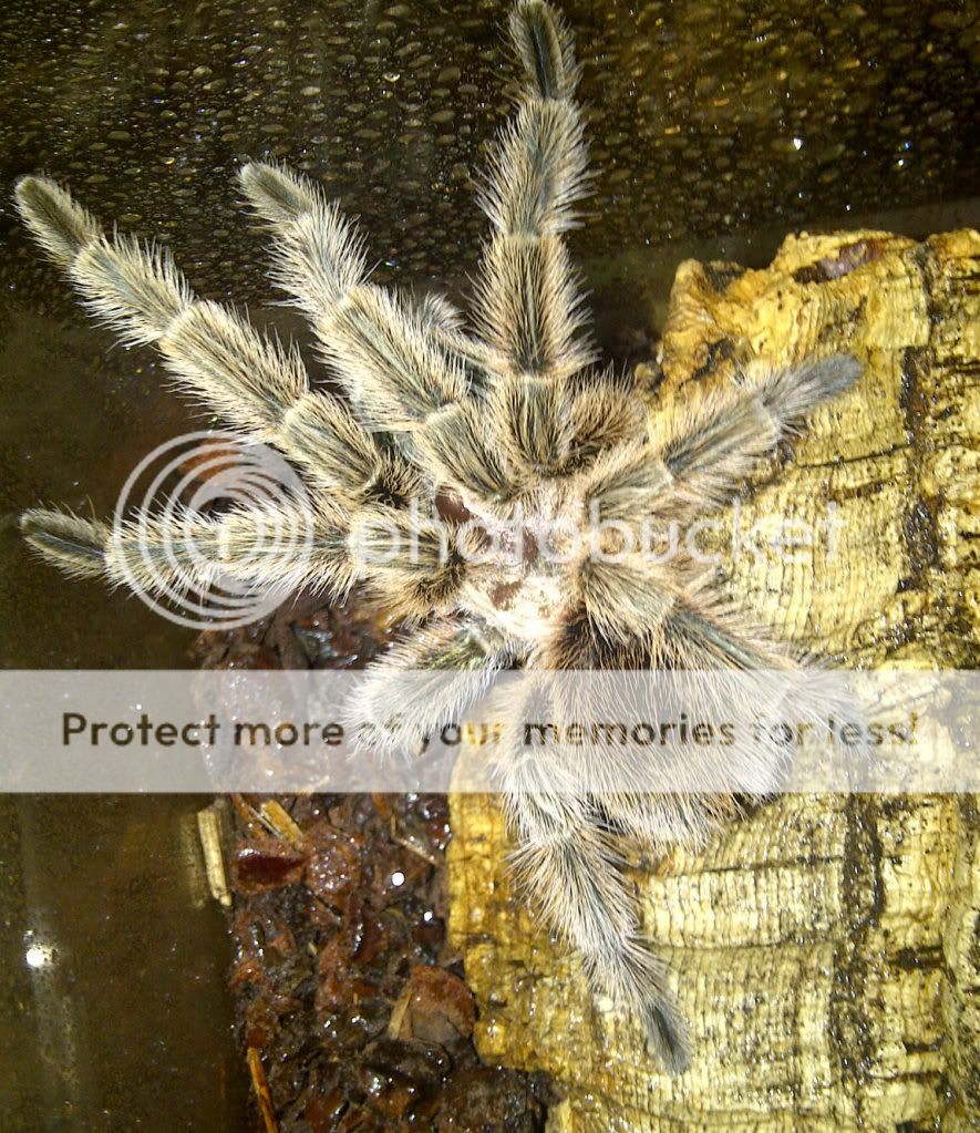 my breeding pair of chili rose's :) | Reptile Forums