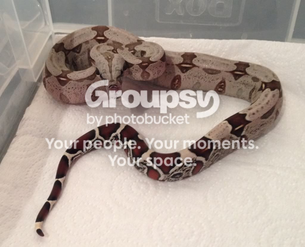 True BCC Red tail boa's | Reptile Forums