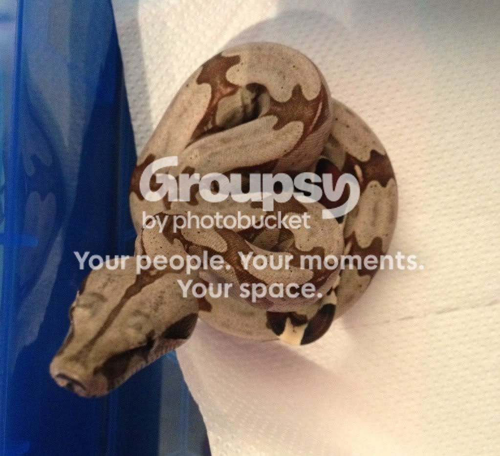True BCC Red tail boa's | Reptile Forums