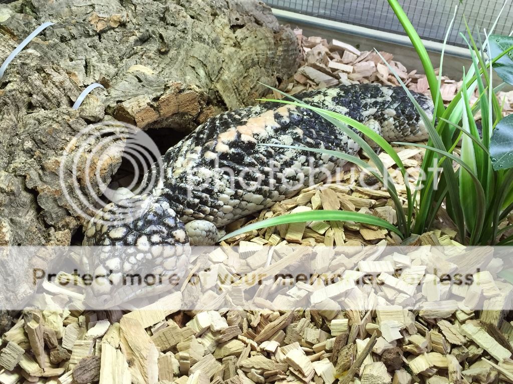 Hello! It's Kin from Hong Kong - BLUE TONGUE SKINKS